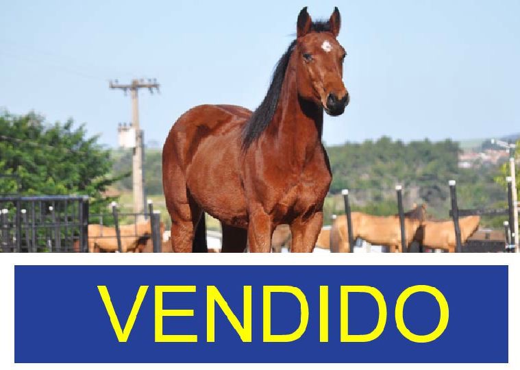 08 Tell Bee Dee | N1Cavalos