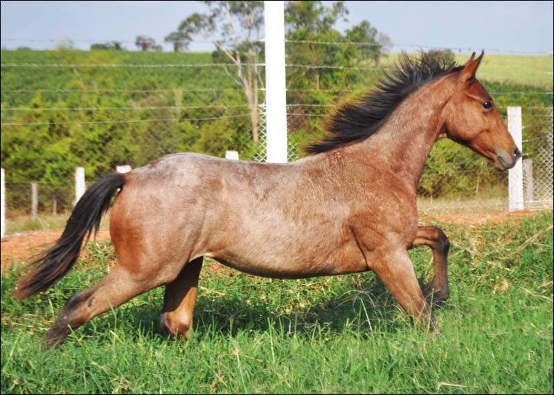 08 Lio Boonsmal | N1Cavalos