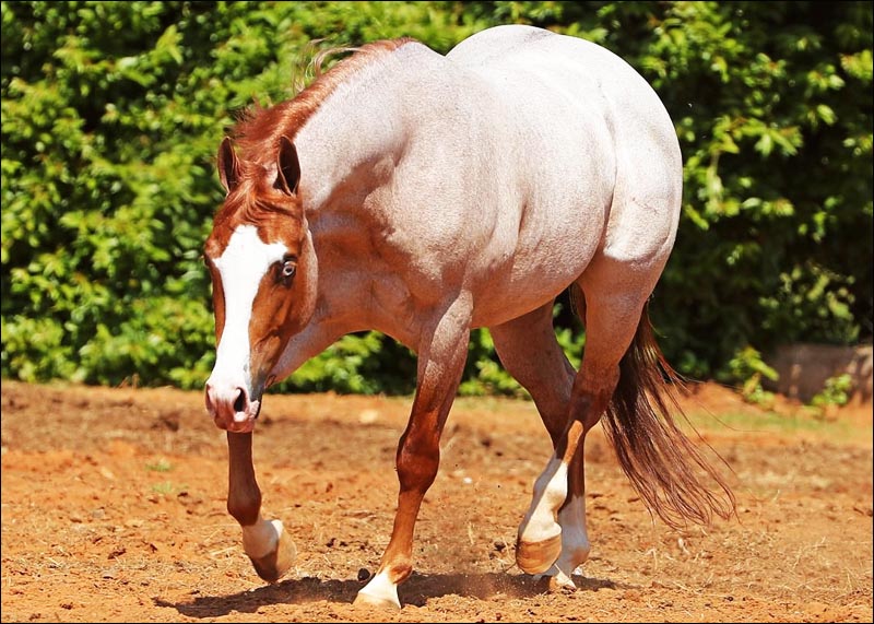 16 Embrião Efetivado - Shine N Shoot x Bet on Gunner | N1Cavalos