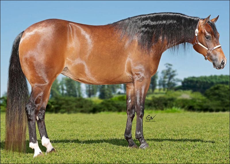 10 Roosters Dunit FMM | N1Cavalos