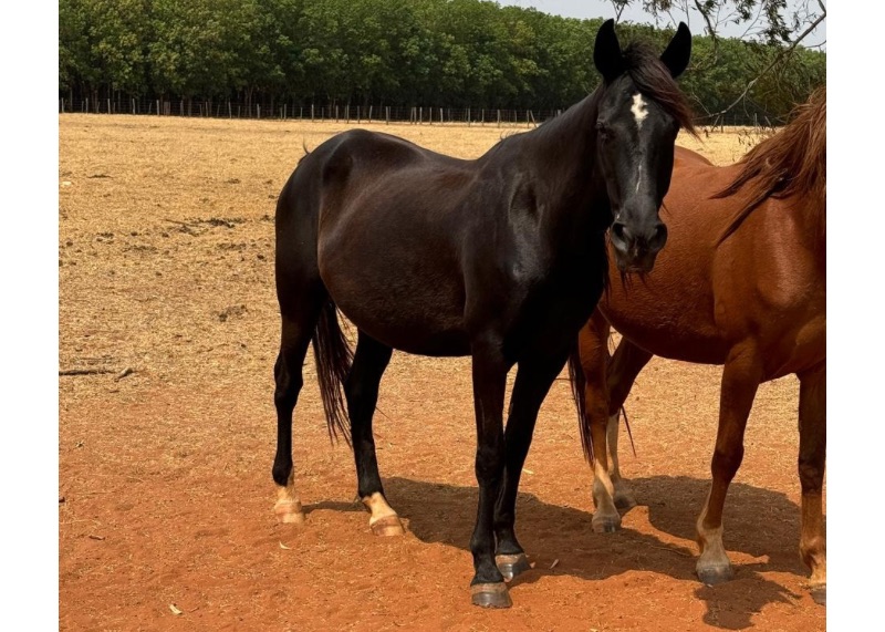 3x1 Moonlight Delta Lake | N1Cavalos