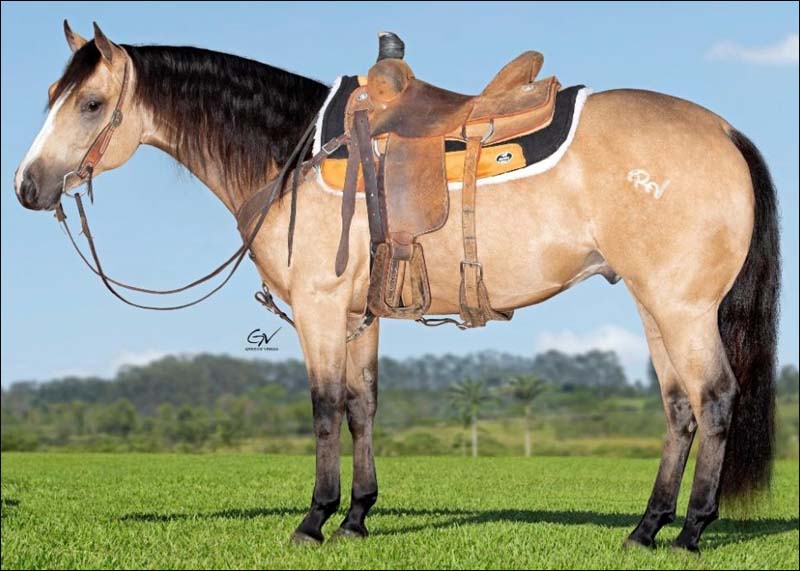 Dual Chic Dunit | N1Cavalos