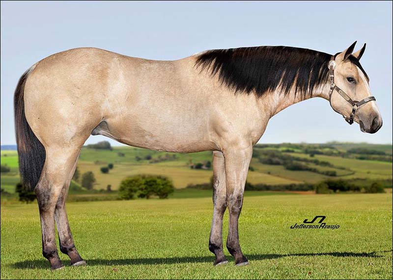 Dual Chic Dunit | N1Cavalos