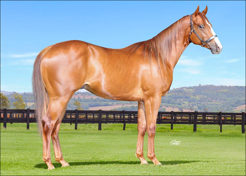 21 Baruck Oito | N1Cavalos